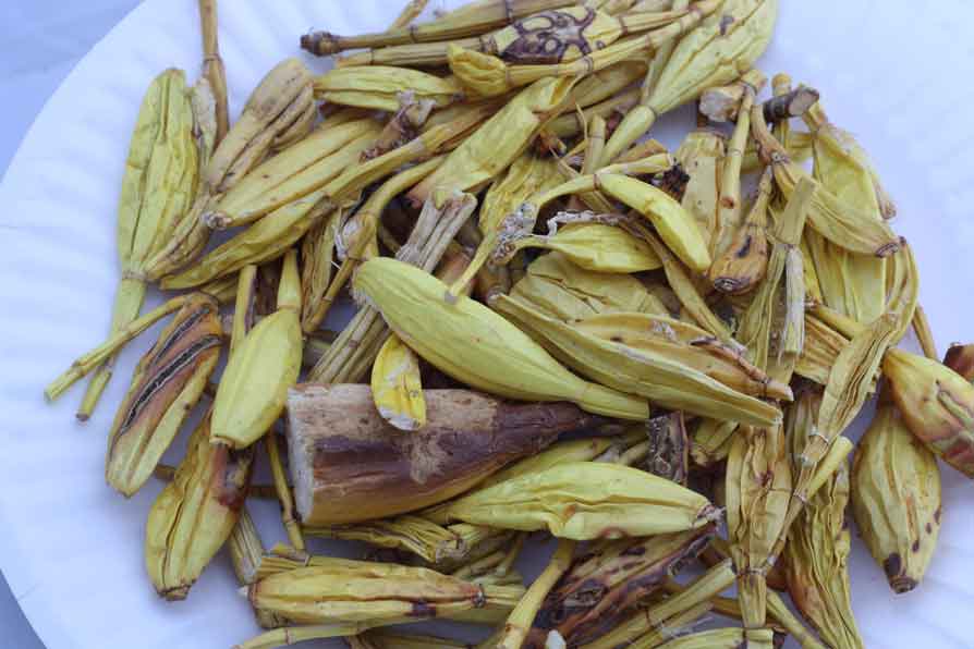 Dendrobium(Shi Hu/ Suk Gok) High Grade 1lb - Four Seasons Herbs